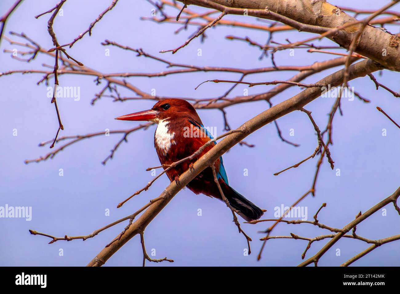 White-throated Kingfisher Halcyon smyrnensis the puffy brown and blue ...