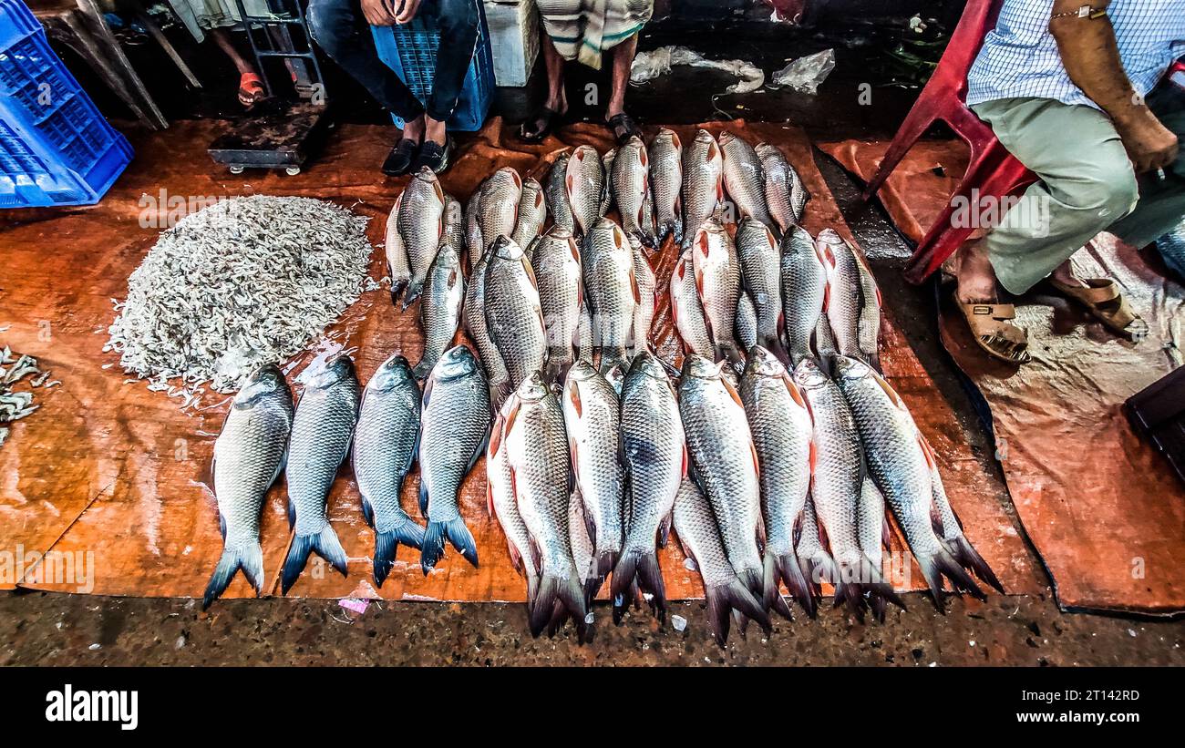 Fish are displayed at a local fish market in Barishal, Bangladesh Stock ...