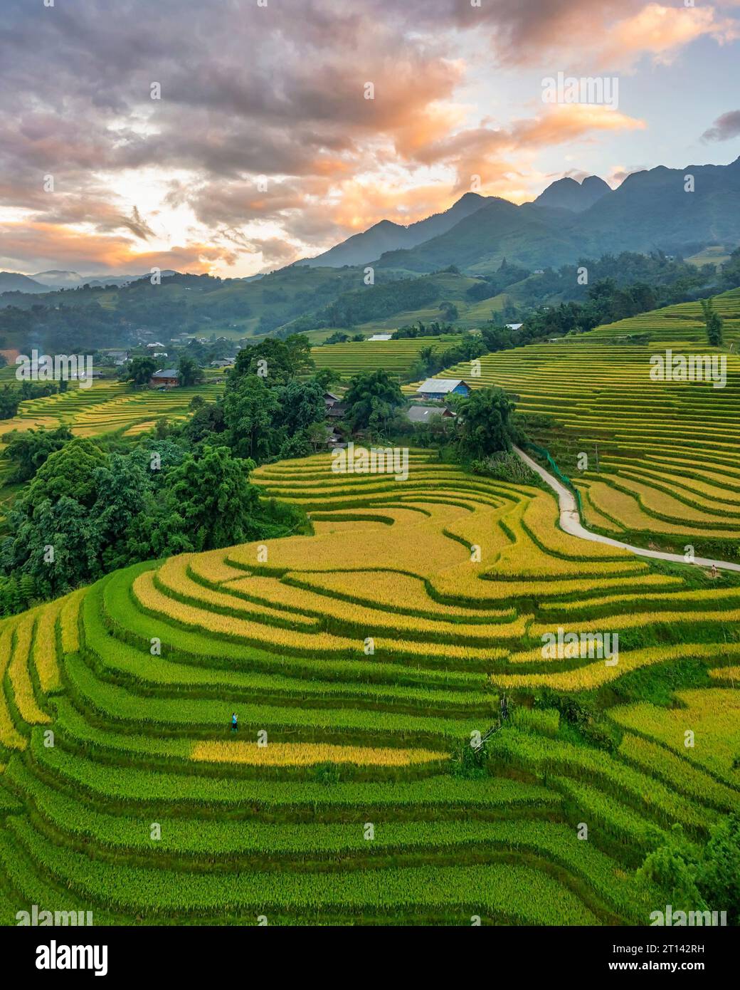 Aerial view of rice field or rice terraces , Sapa, Vietnam. Y Linh Ho ...