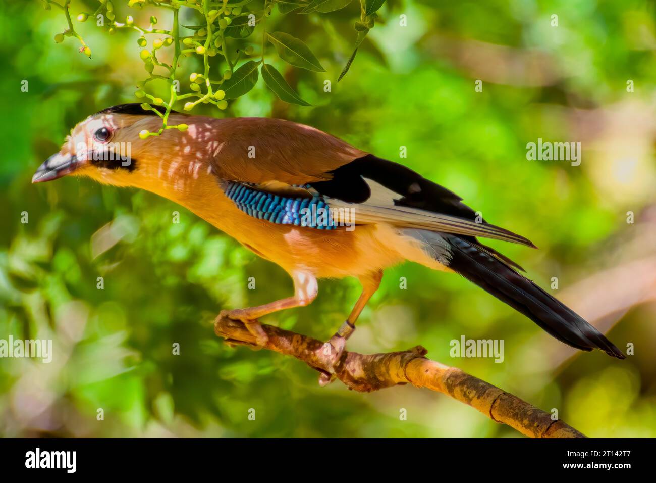 Eurasian jay bird in the frost Stock Photo - Alamy