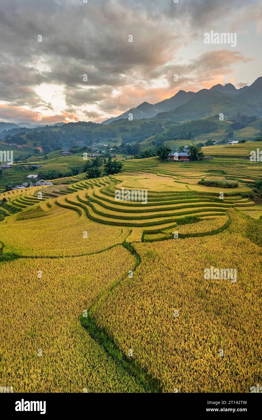 Aerial view of rice field or rice terraces , Sapa, Vietnam. Y Linh Ho ...