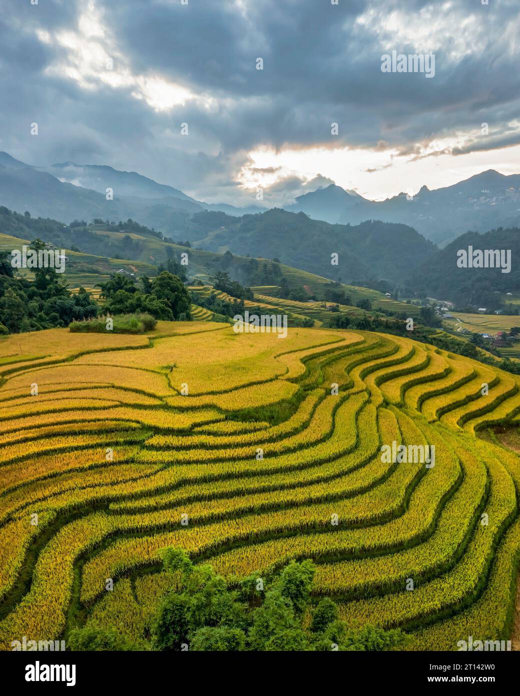 Aerial view of rice field or rice terraces , Sapa, Vietnam. Y Linh Ho ...