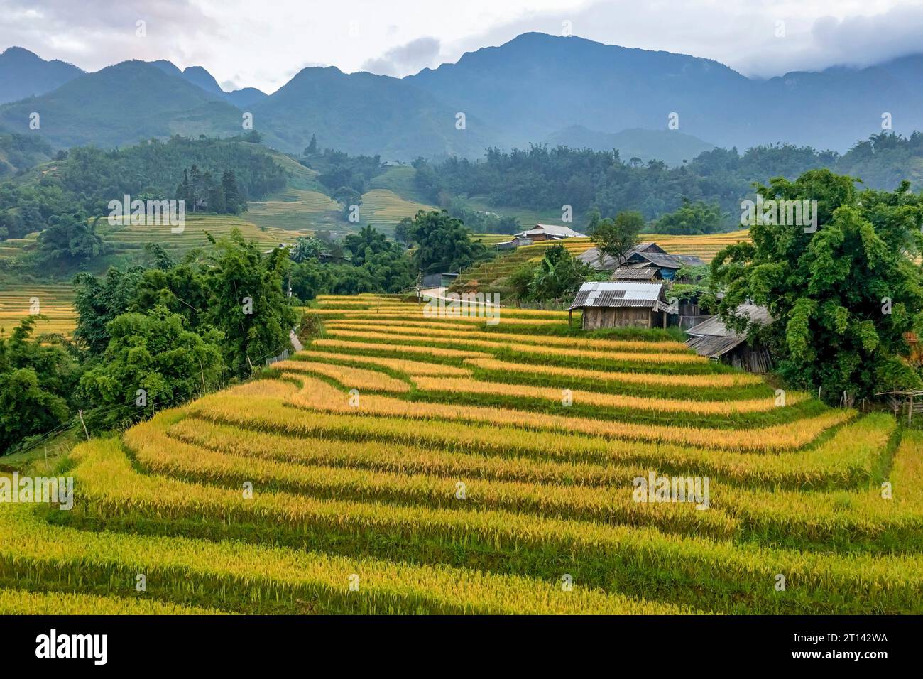 Aerial view of rice field or rice terraces , Sapa, Vietnam. Y Linh Ho ...
