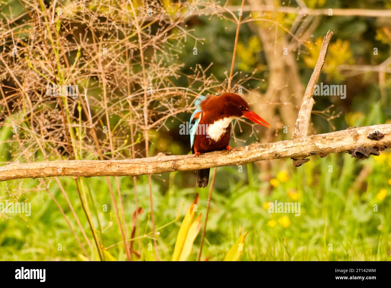 White-throated Kingfisher Halcyon smyrnensis the puffy brown and blue ...