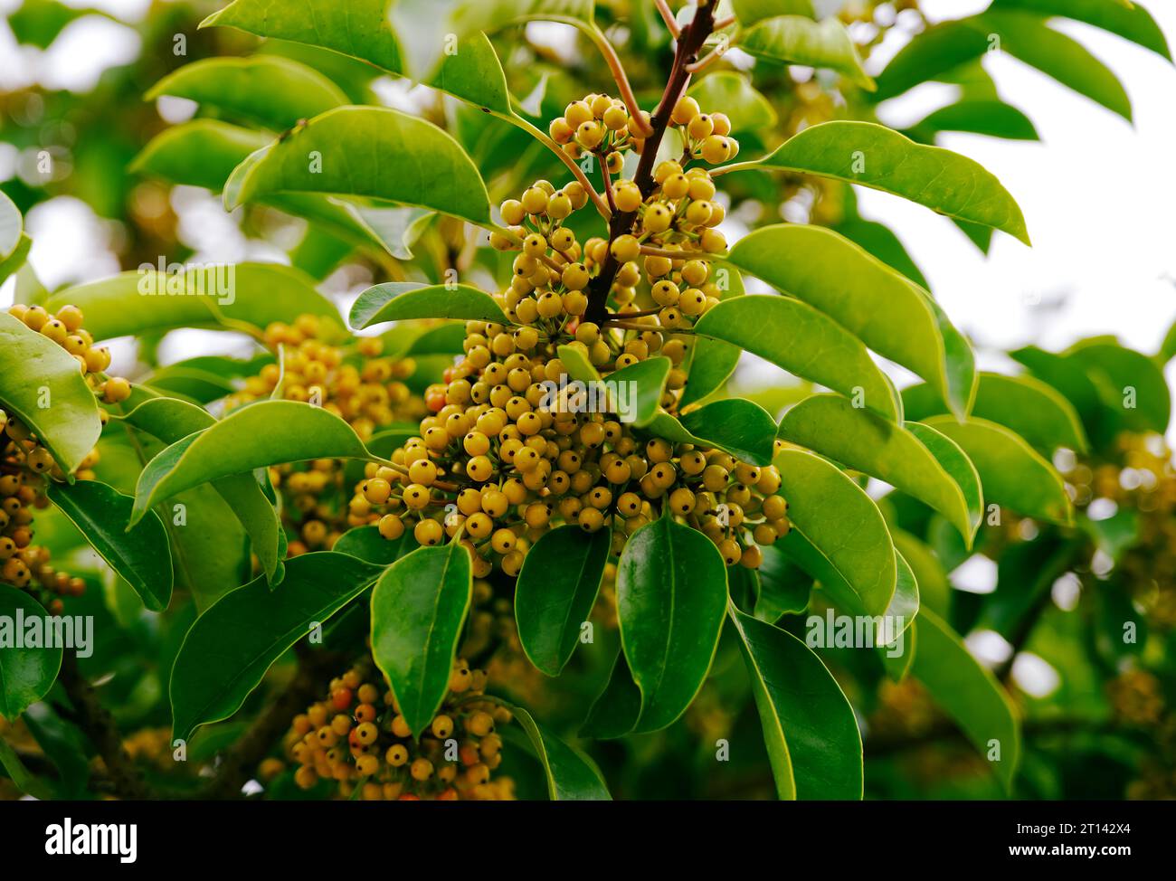 Beech tree fruit hi-res stock photography and images - Alamy
