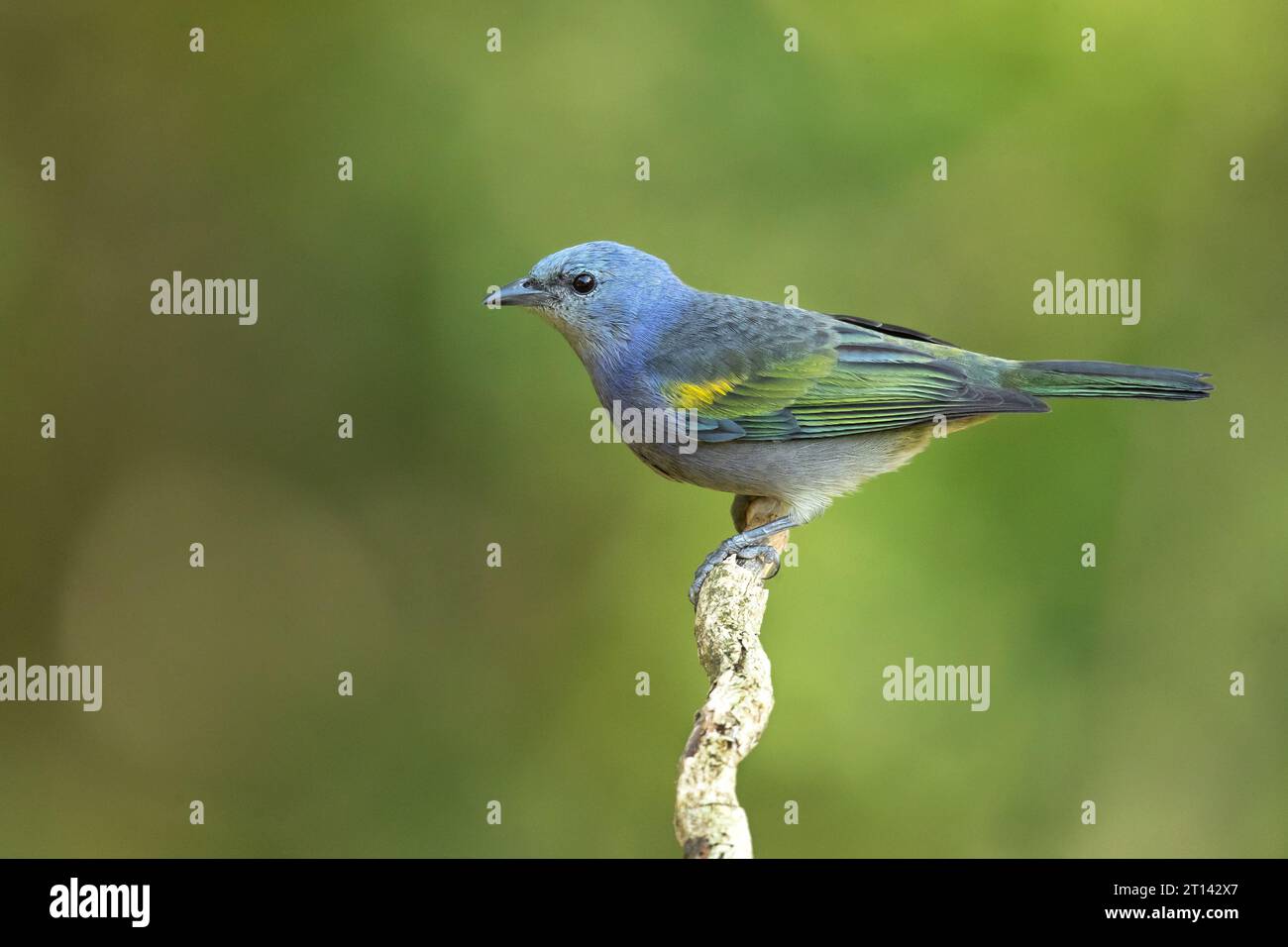 The golden-chevroned tanager (Thraupis ornata) is a species of bird in ...