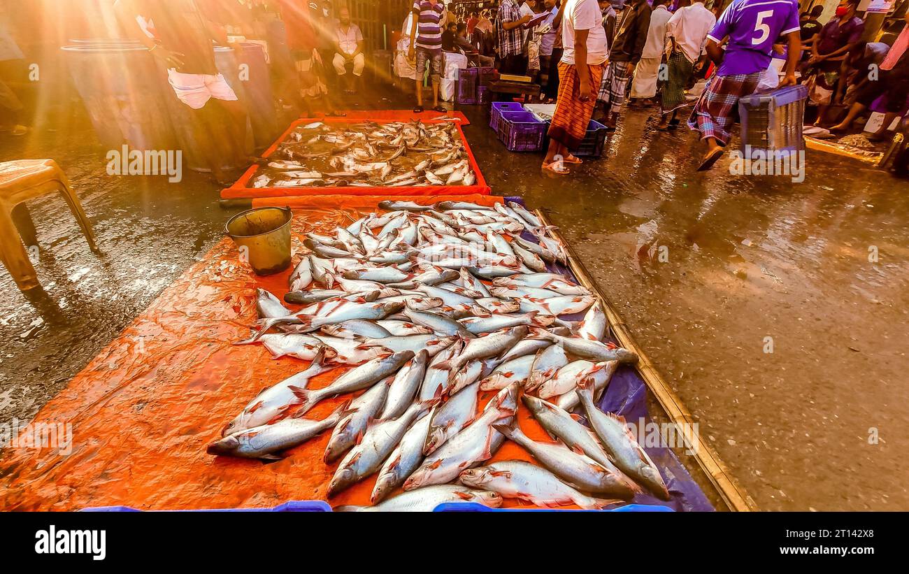 Fish are displayed at a local fish market in Barishal, Bangladesh Stock ...