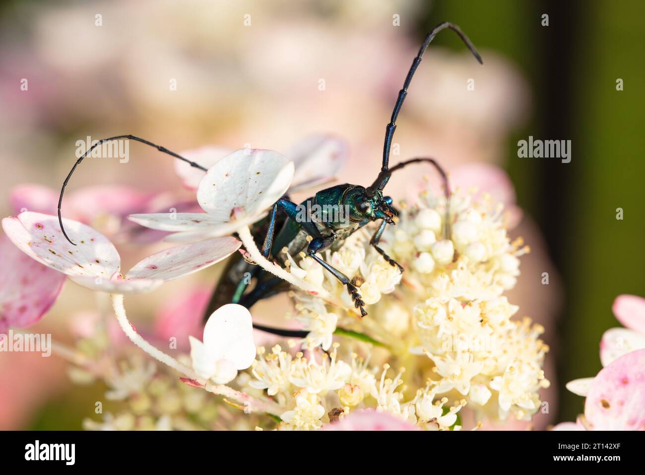 Aromia moschata, Musk beetle, by a beautifully colored beetle, close up ...