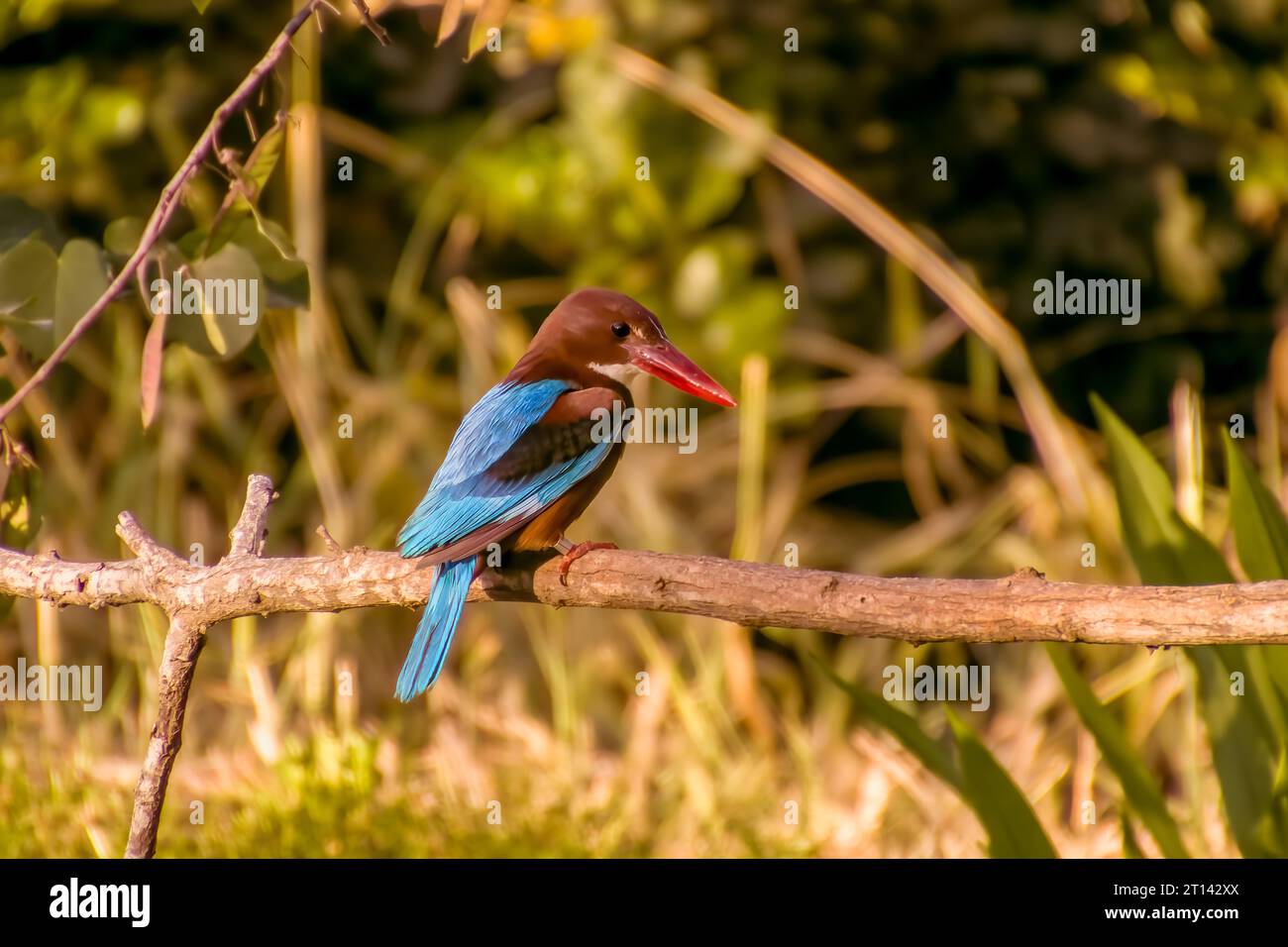 White-throated Kingfisher Halcyon smyrnensis the puffy brown and blue ...