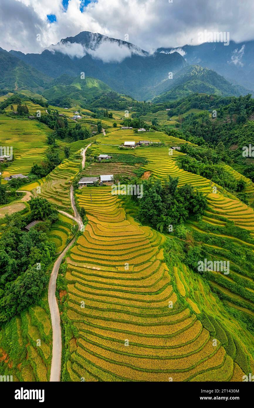 Aerial view of rice field or rice terraces , Sapa, Vietnam. Y Linh Ho ...