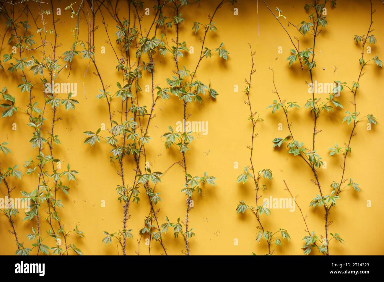 Curly ivy hi-res stock photography and images - Alamy
