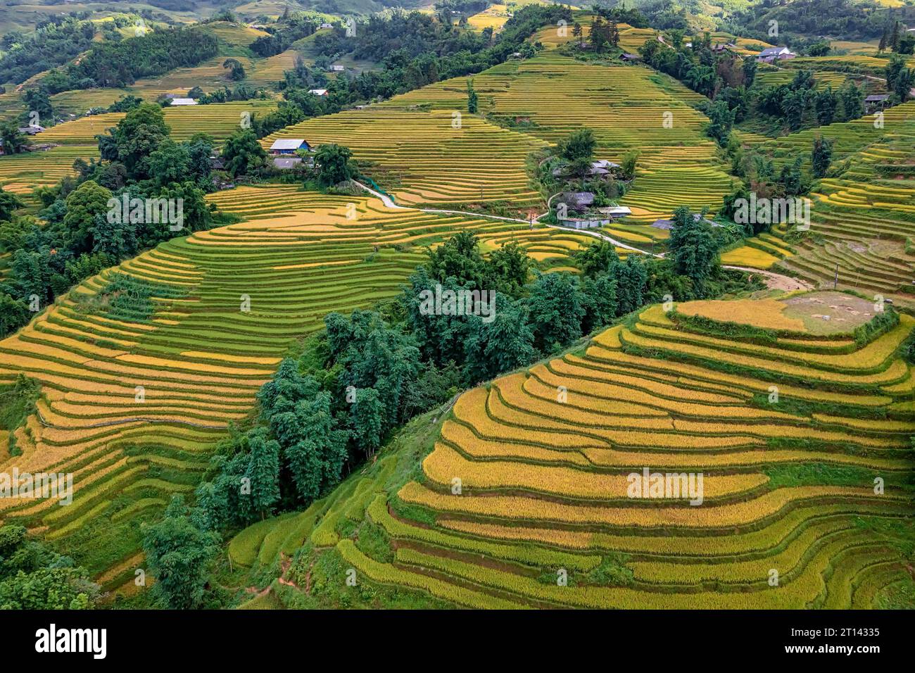 Aerial view of rice field or rice terraces , Sapa, Vietnam. Y Linh Ho ...