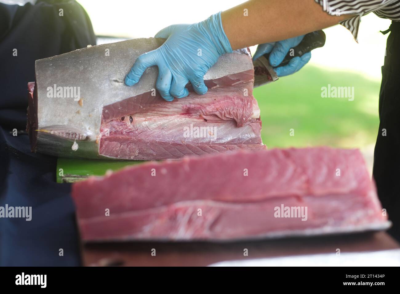 Female hands with blue gloves slices large tuna belly with sharp knife ...
