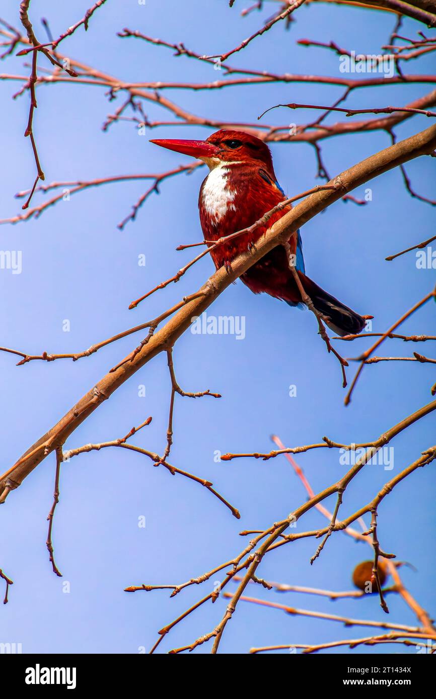 Spiky hair bird hi-res stock photography and images - Alamy