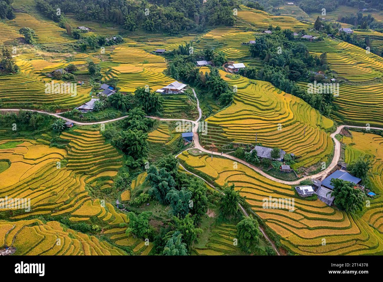 Aerial view of rice field or rice terraces , Sapa, Vietnam. Y Linh Ho ...