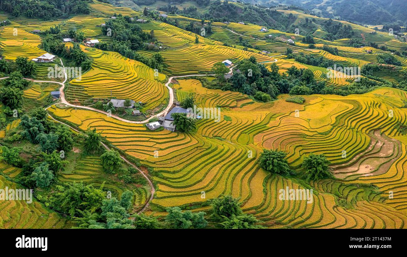 Aerial view of rice field or rice terraces , Sapa, Vietnam. Y Linh Ho ...