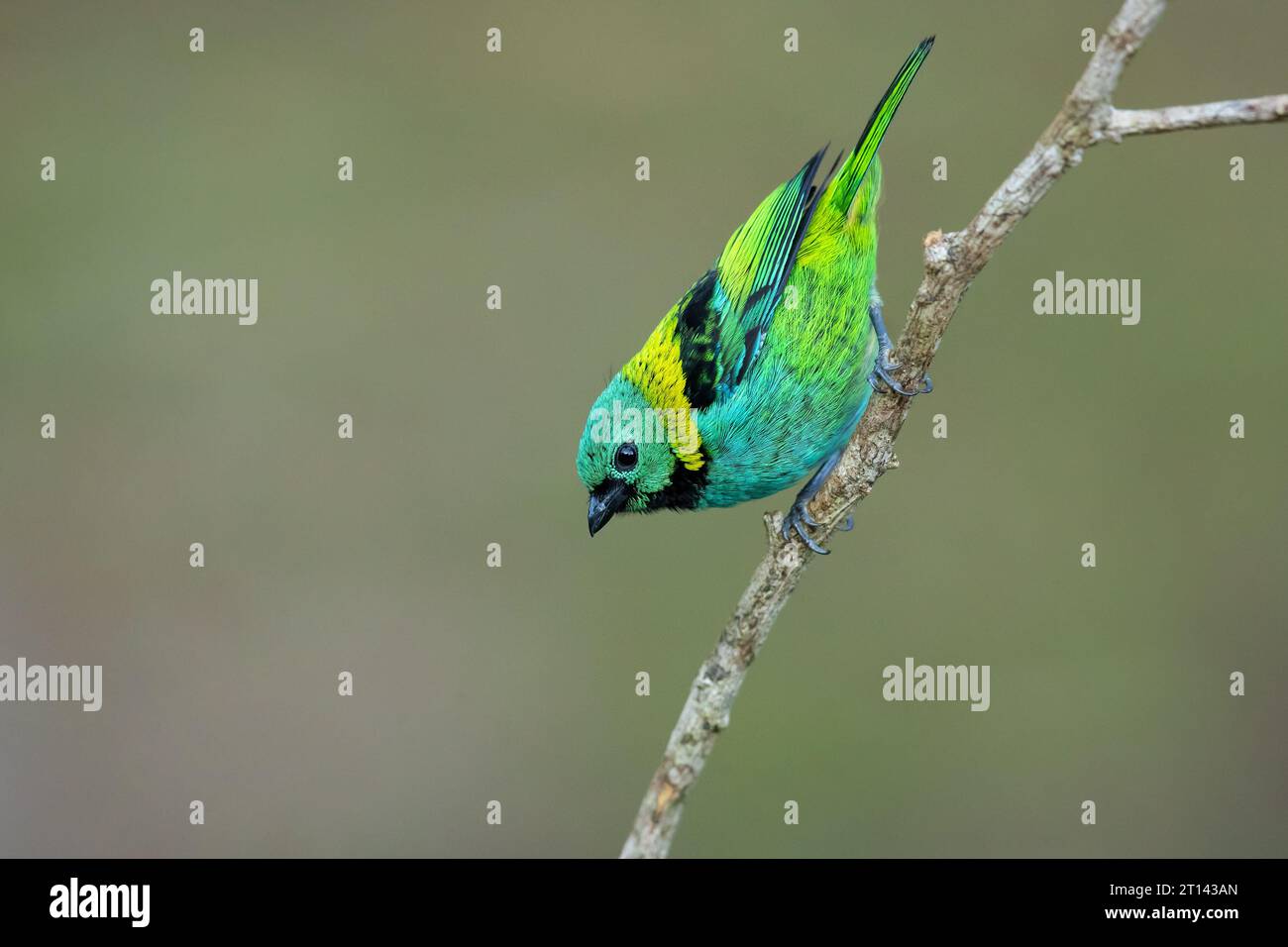 Green headed tanager colors hi-res stock photography and images - Alamy