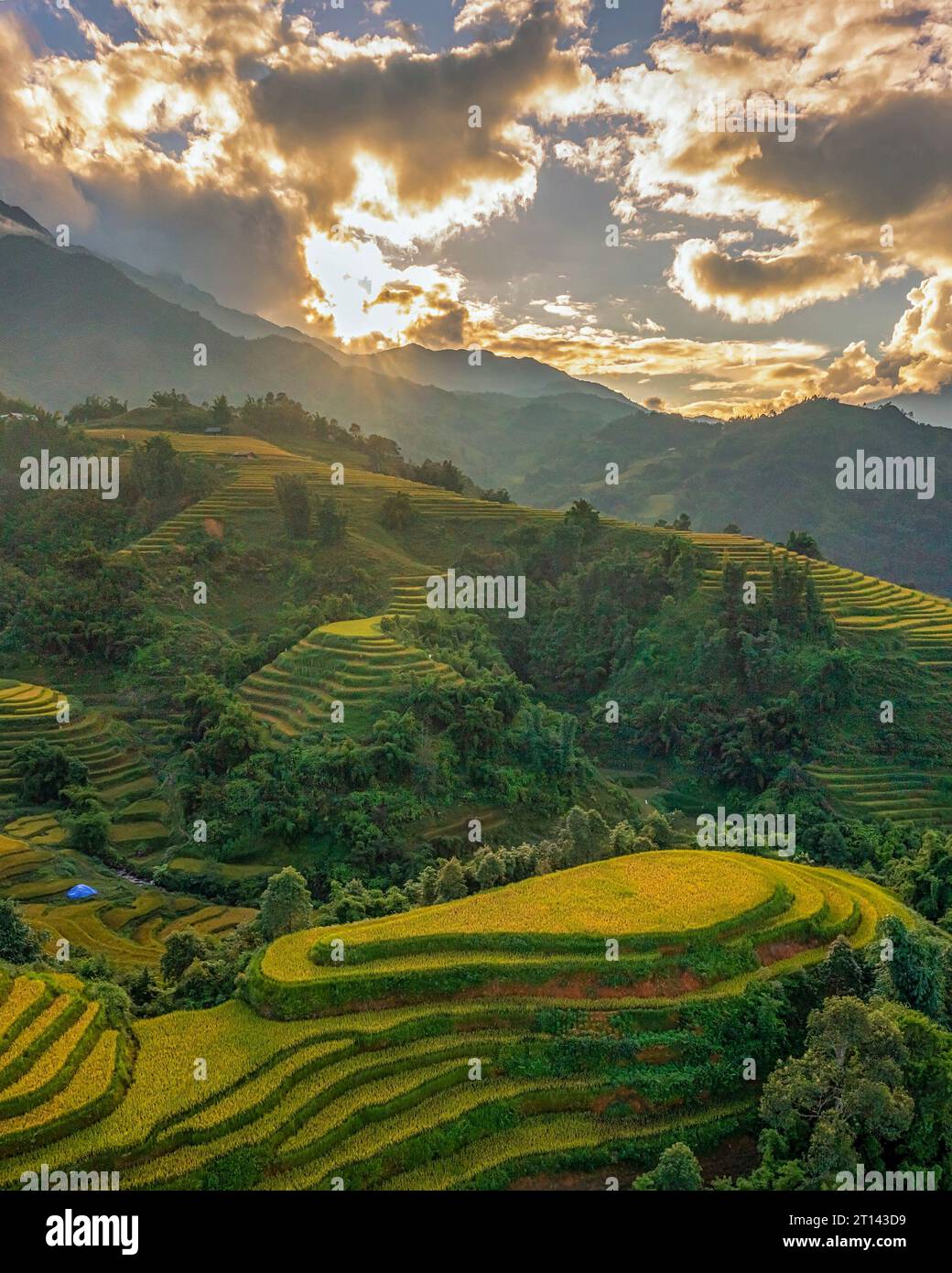 Aerial view of rice field or rice terraces , Sapa, Vietnam. Y Linh Ho ...