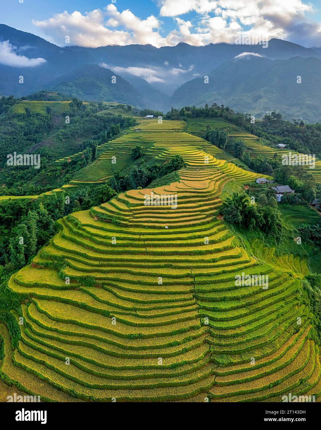 Aerial view of rice field or rice terraces , Sapa, Vietnam. Y Linh Ho ...