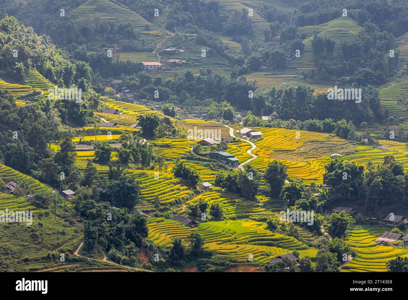 Aerial view of rice field or rice terraces , Sapa, Vietnam. Y Linh Ho ...