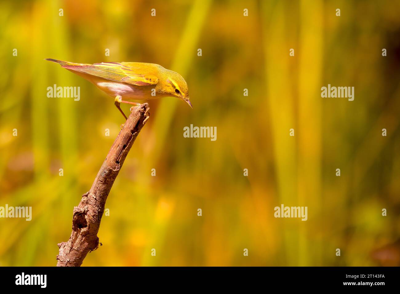 honey bird on a branch Stock Photo - Alamy