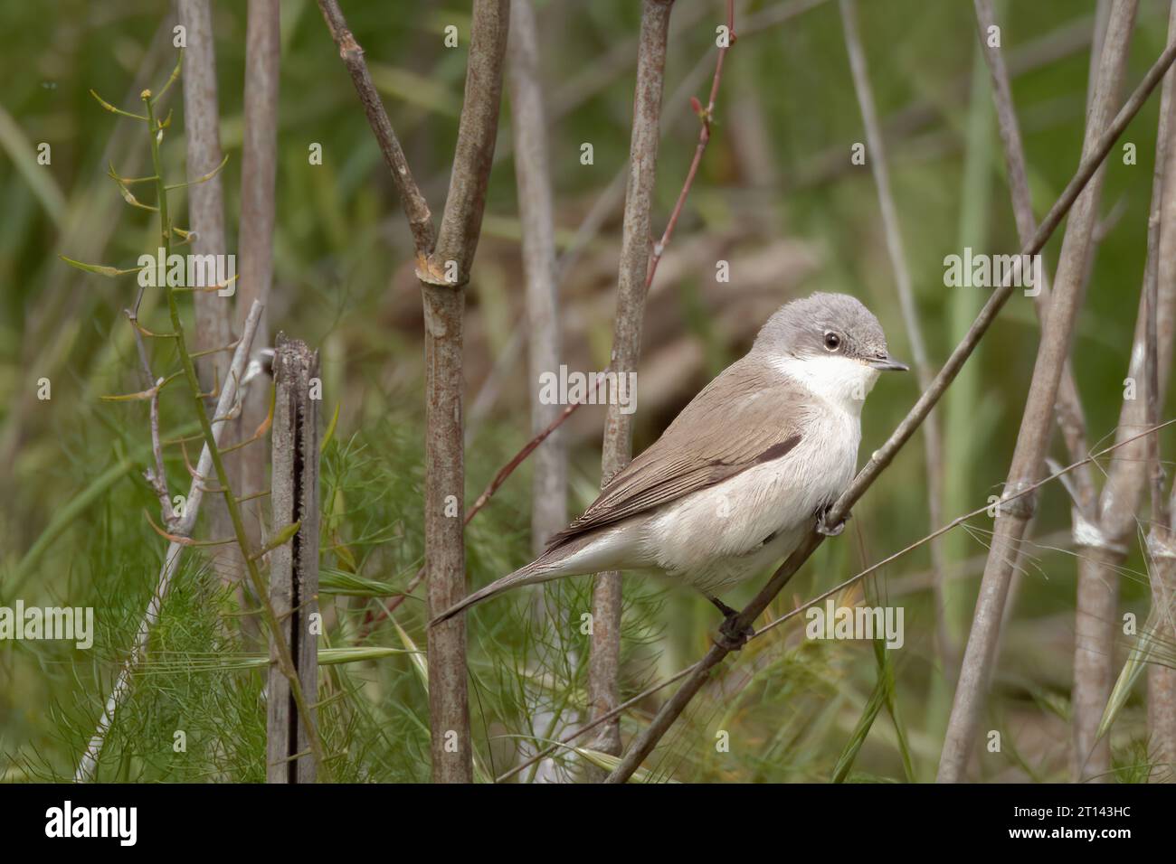 Curruca curruca, Sylvia curruca, with the common name Lesser ...