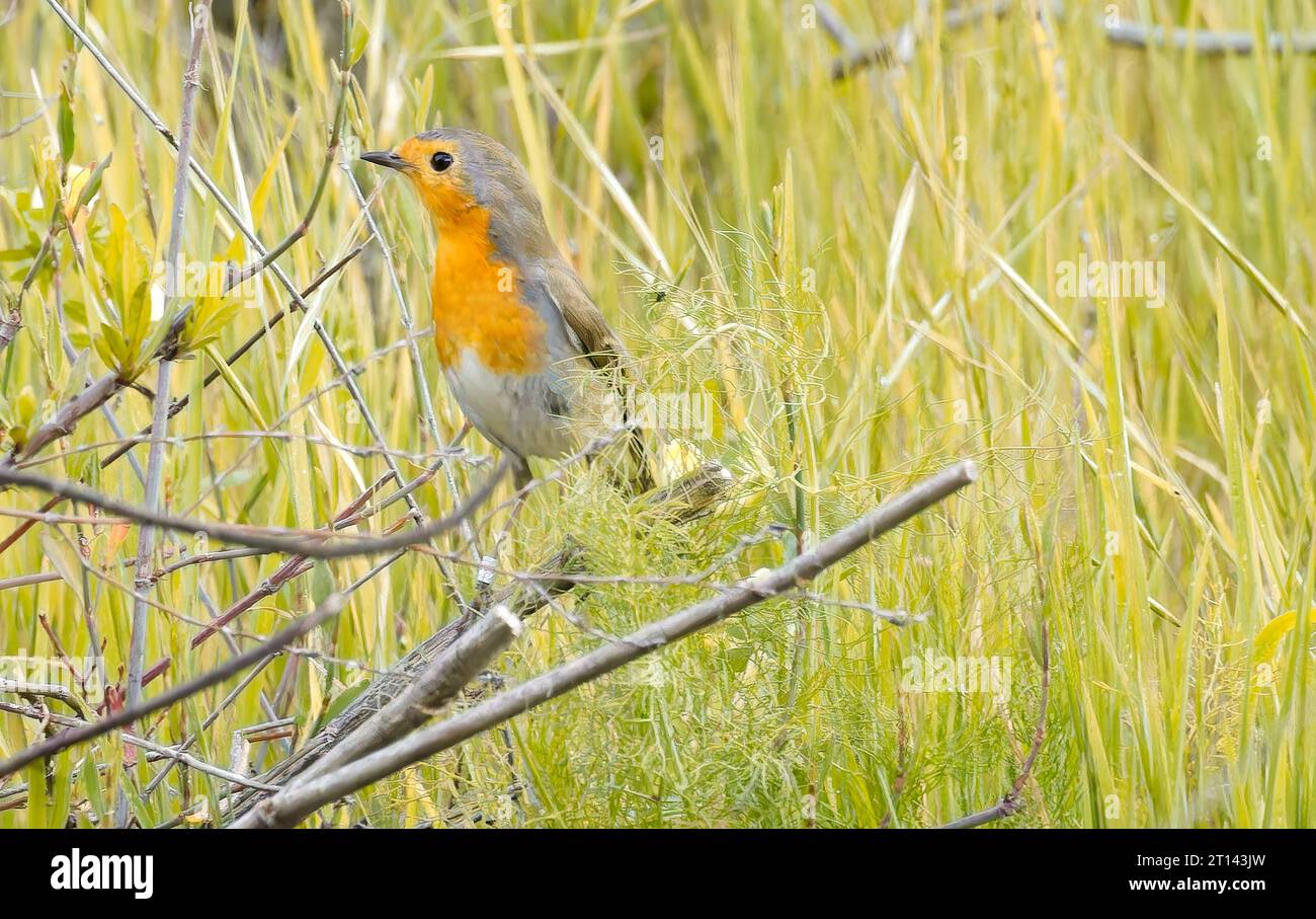 The European Robin Erithacus rubecula most commonly known in Anglophone ...
