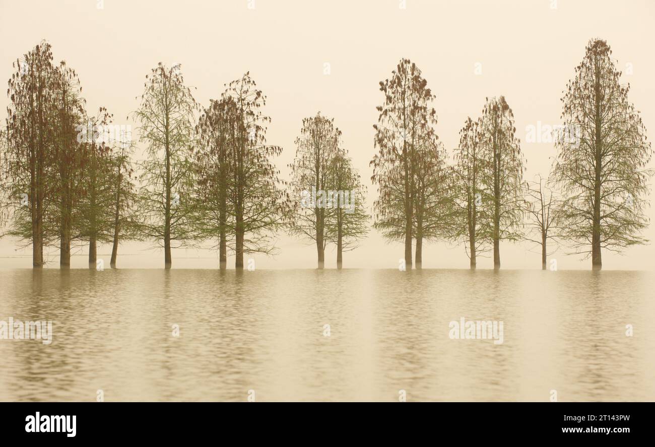 flooded trees in a fog at sunrise. smooth water Stock Photo - Alamy