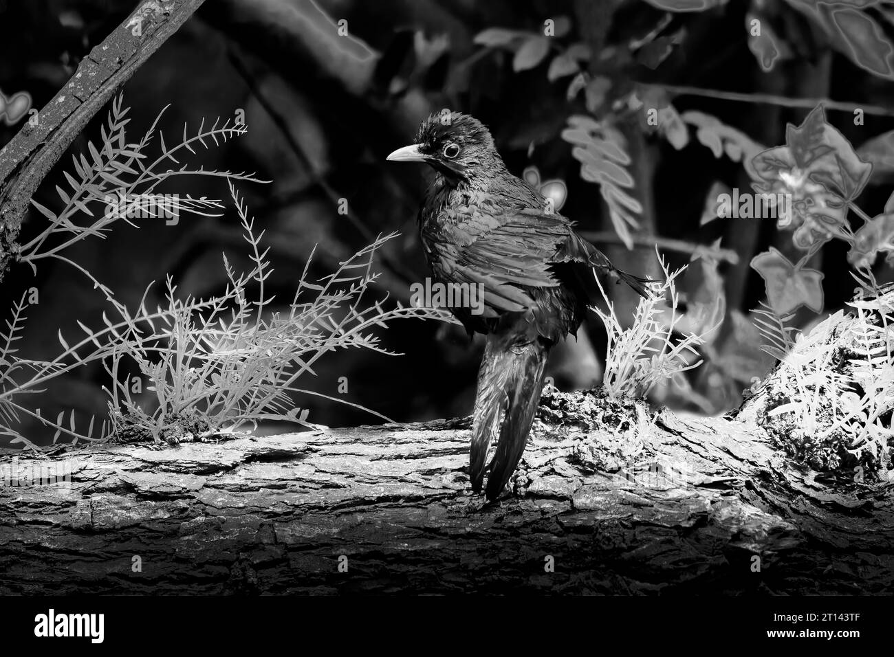 Quality bird Black and White Stock Photos & Images - Alamy