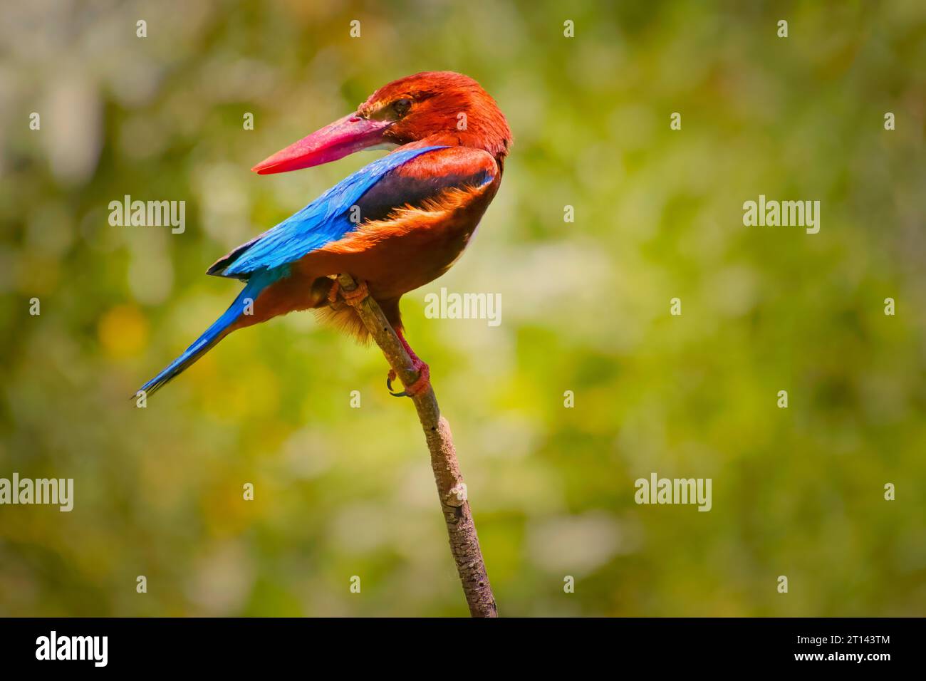 White-throated Kingfisher Halcyon smyrnensis the puffy brown and blue ...
