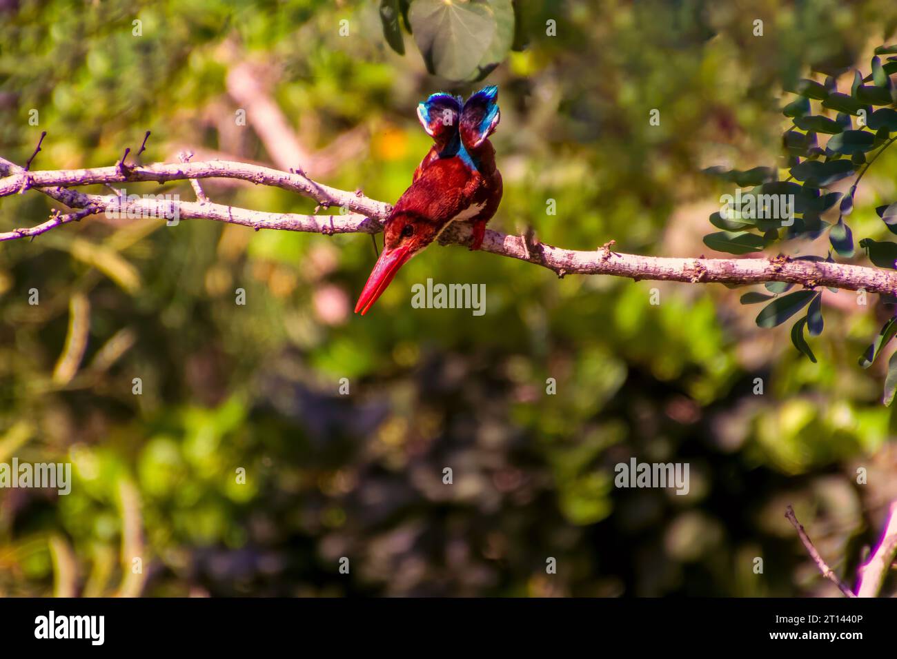 White-throated Kingfisher Halcyon smyrnensis the puffy brown and blue ...