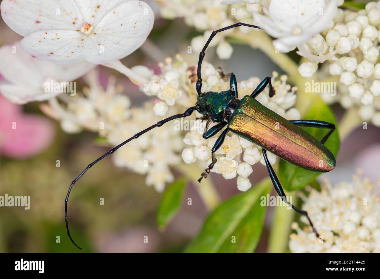 Aromia moschata, Musk beetle, by a beautifully colored beetle, top view ...