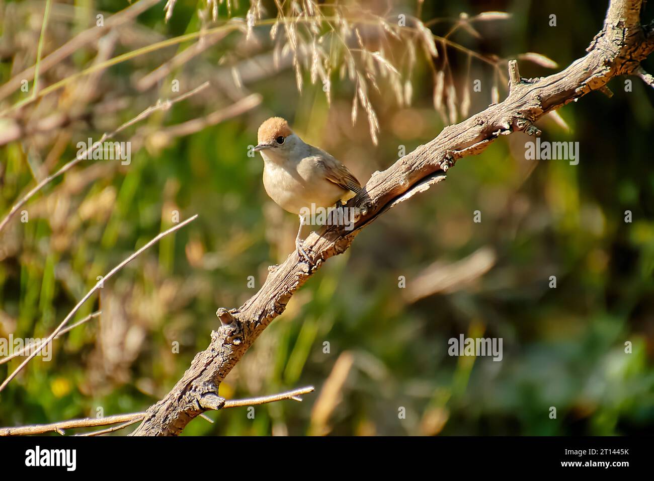 Eurasian blackcap standing on a reed branch Stock Photo - Alamy
