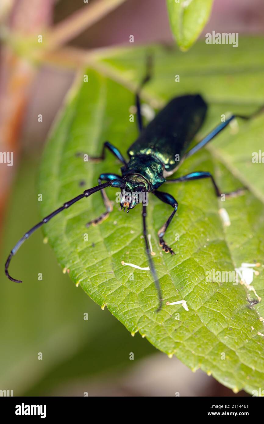 Aromia moschata, Musk beetle, by a beautifully colored beetle, closeup ...