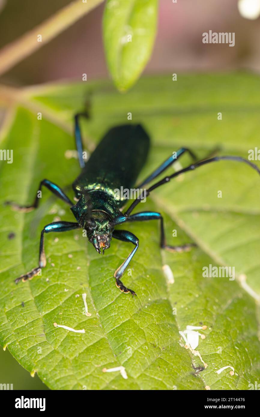 Aromia moschata, Musk beetle, by a beautifully colored beetle, front ...