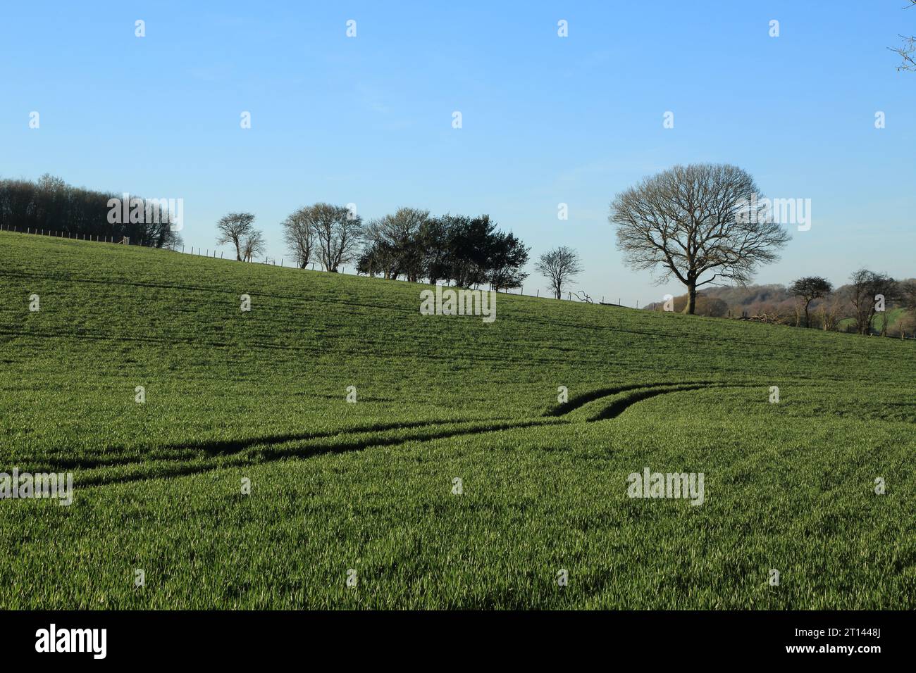 Field in April on the North Downs close to Spong Wood, Elmsted, Ashford ...