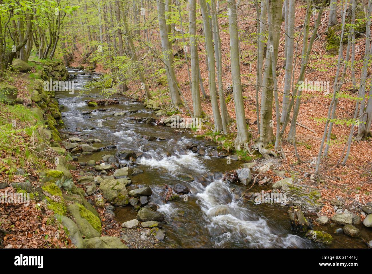 River radau at the radau Valley, National park Harz Stock Photo - Alamy