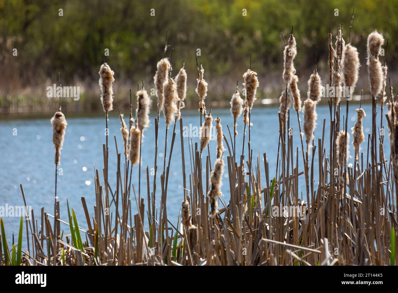 Cattails bulrush Typha latifolia beside river. Closeup of blooming ...