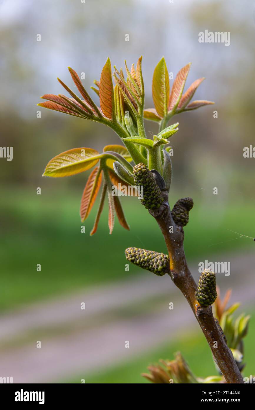 Walnut twig in spring, Walnut tree leaves and catkins close up. Walnut ...