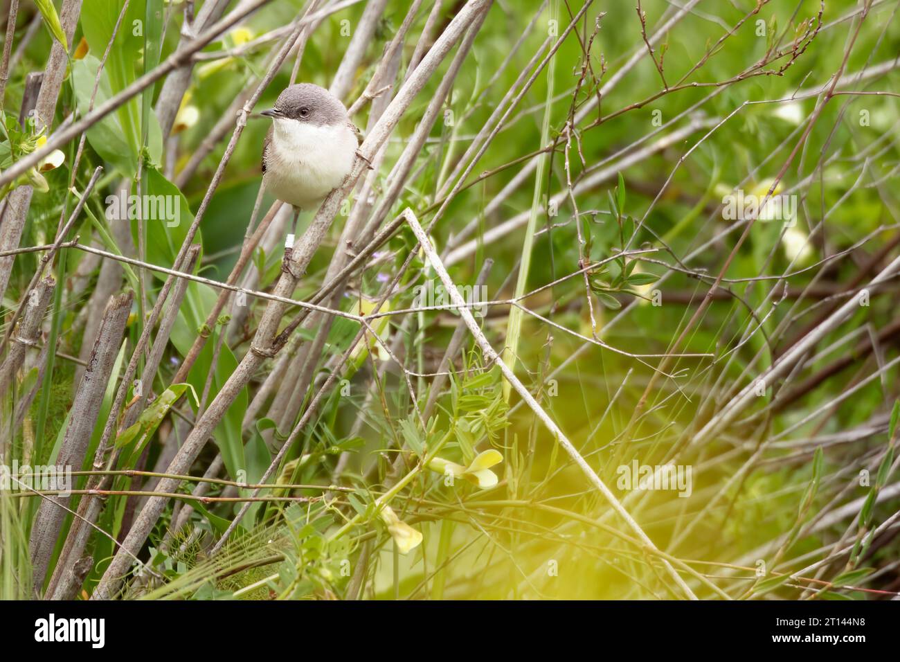 Curruca curruca, Sylvia curruca, with the common name Lesser ...