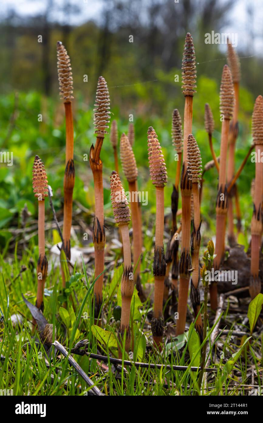 Equisetum arvense, the field horsetail or common horsetail, is an ...