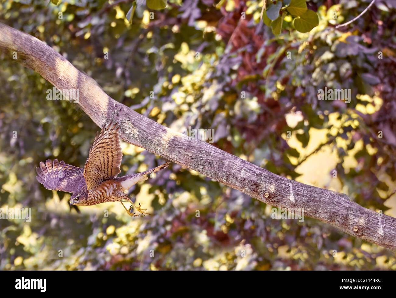Flying hawk isolated on white background Stock Photo - Alamy