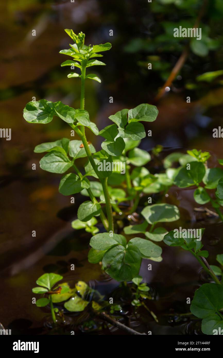 Cardamine amara, known as large bitter-cress. Spring forest. floral ...