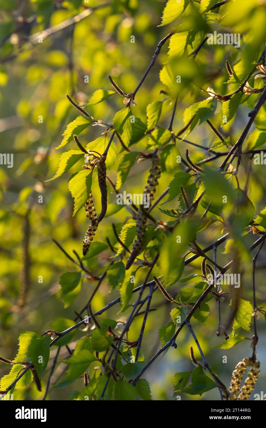Close up view of flowering yellow catkins on a river birch tree betula ...