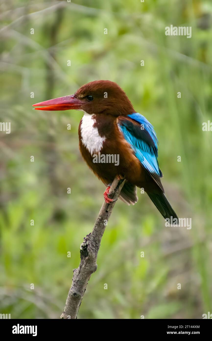 White-throated Kingfisher Halcyon smyrnensis the puffy brown and blue ...