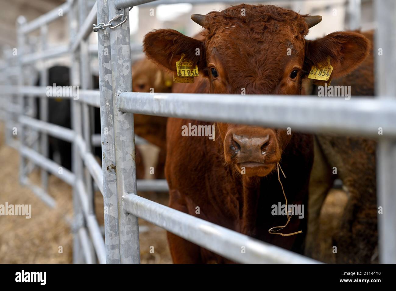 Leer, Germany. 11th Oct, 2023. A cow is seen at the livestock market in ...
