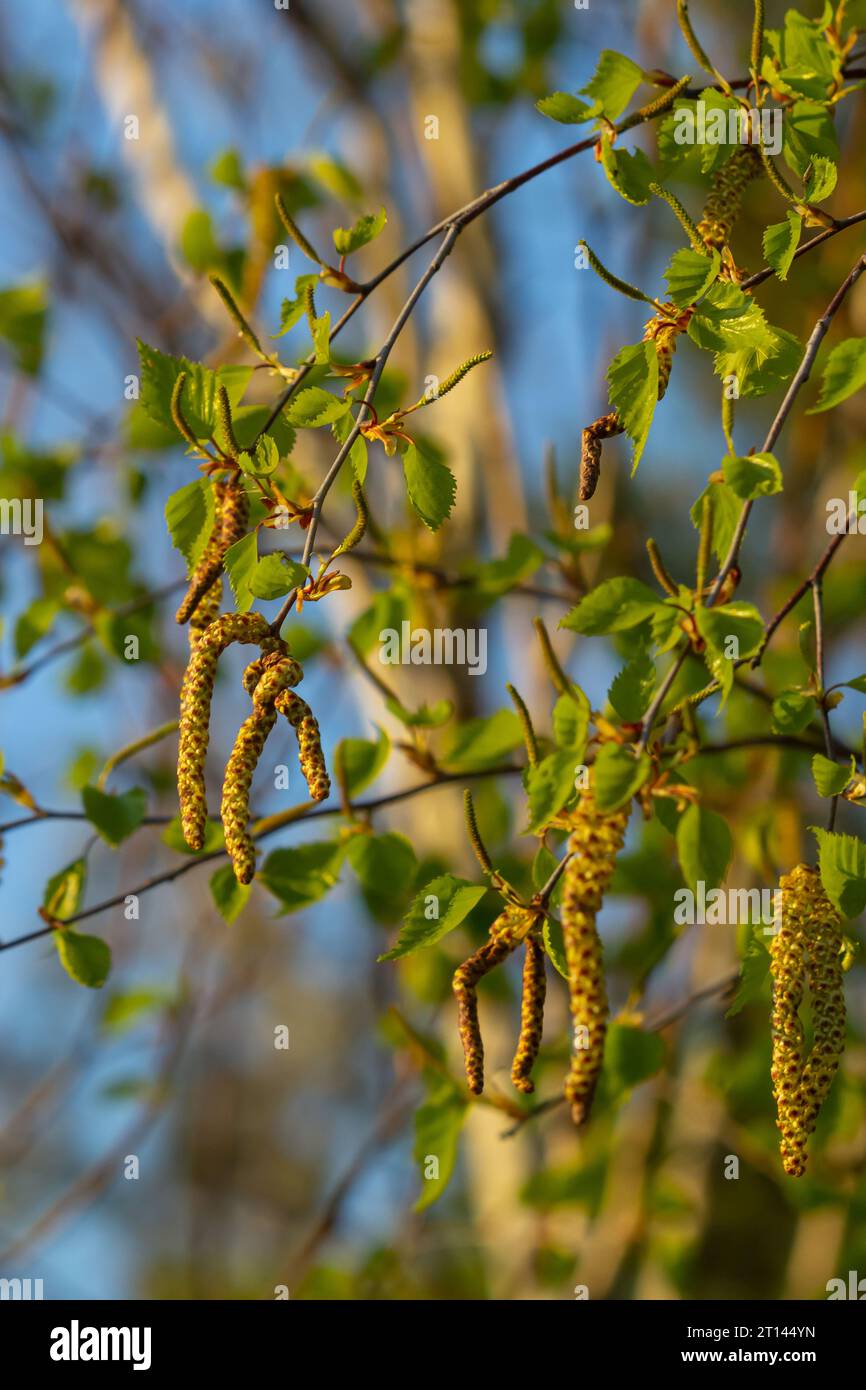 Close up view of flowering yellow catkins on a river birch tree betula ...