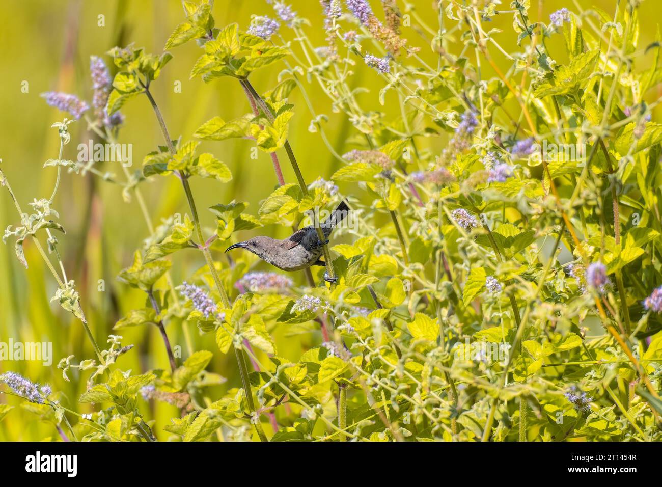 the honey soo yummy , make the male songbird cone to the flower Stock ...
