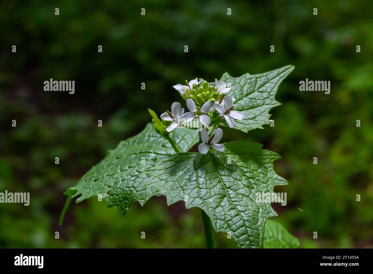 Garlic mustard flowers Alliaria petiolata close up. Alliaria petiolata ...