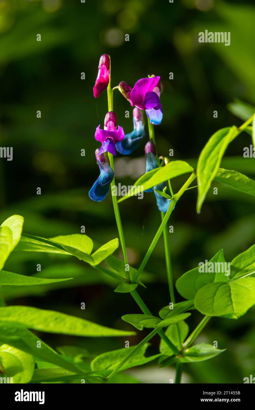 Lathyrus vernus in bloom, early spring vechling flower with blosoom and ...